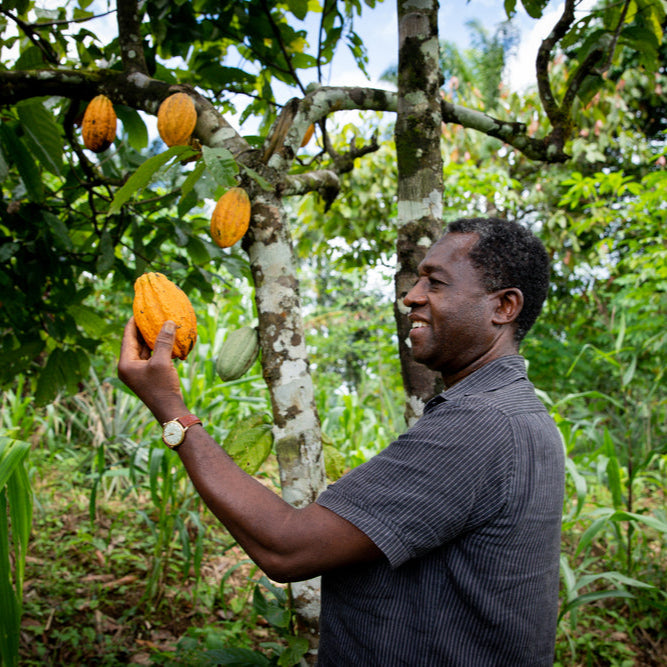 Angola Coffee – Café e Cacau de Angola