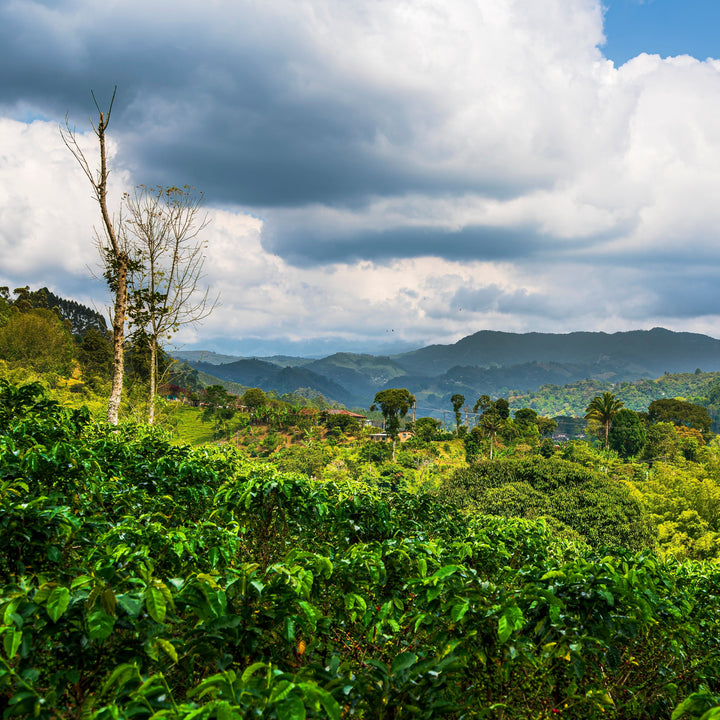 Angola Coffee – Café e Cacau de Angola